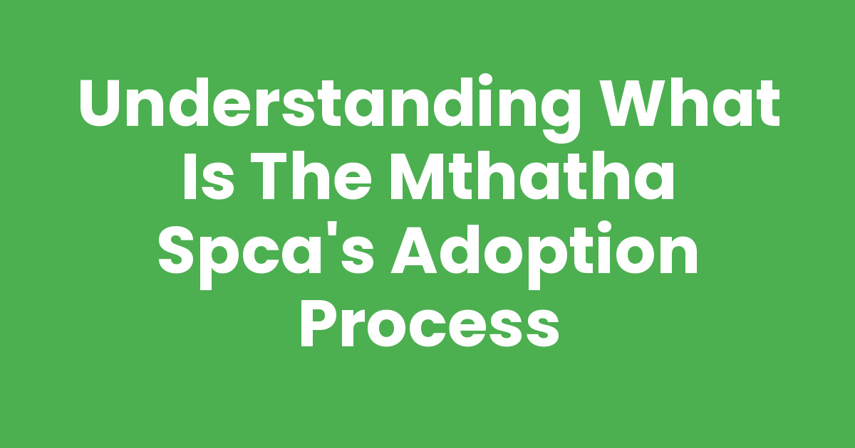 Understanding What Is The Mthatha Spca's Adoption Process - Mthathas